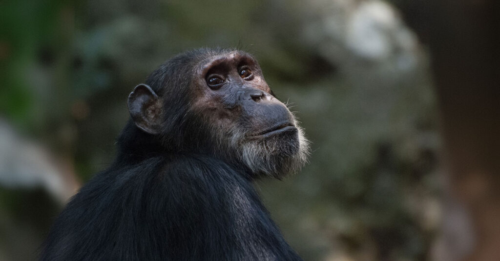 Gombe National Park | Zohar African Safaris